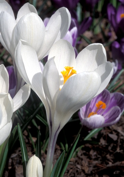 Jeanne d’Arc crocus | Old House Gardens