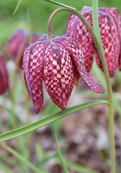 snake’s-head fritillary | Old House Gardens