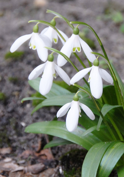Woronow’s snowdrop | Old House Gardens