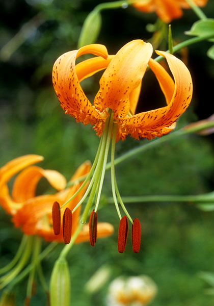 Henry’s lily | Old House Gardens